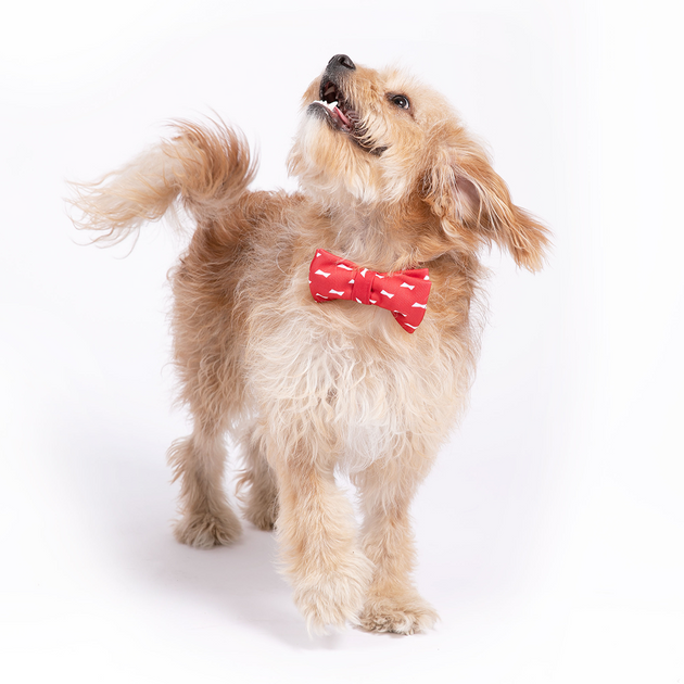 Budweiser Dog Collection | SHOP BEER GEAR – Shop Beer Gear